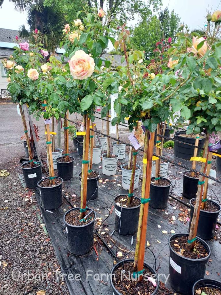 Rosa 'Pop Art' STD | Urban Tree Farm Nursery