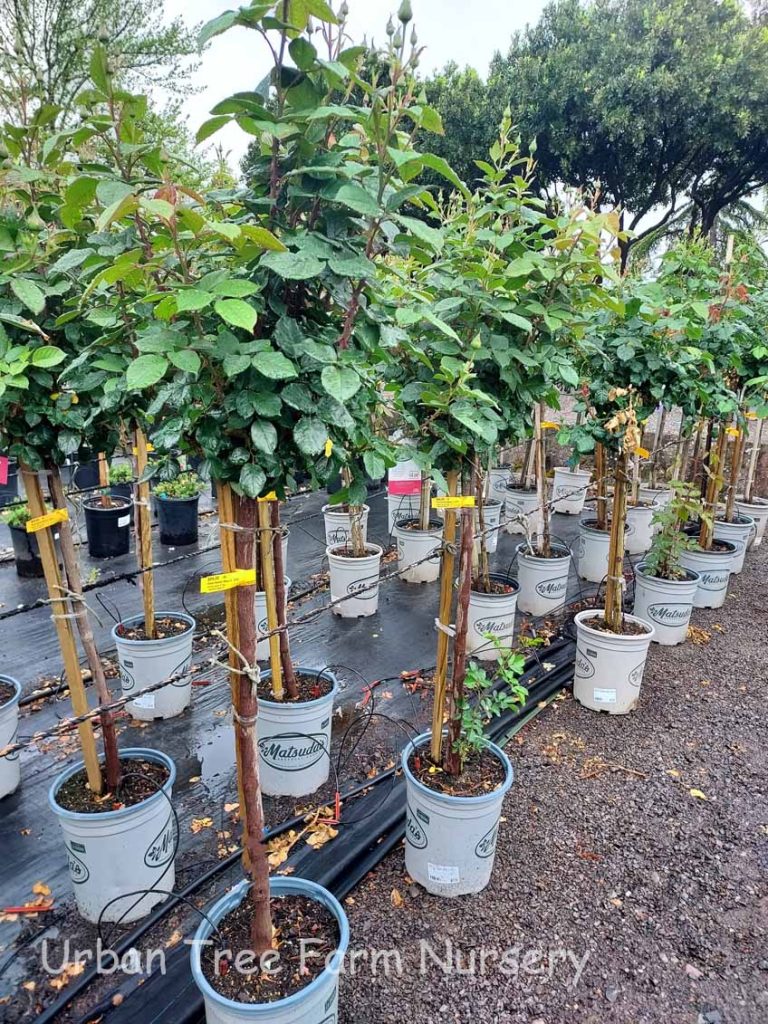 Rosa 'Queen Mary II' STD | Urban Tree Farm Nursery