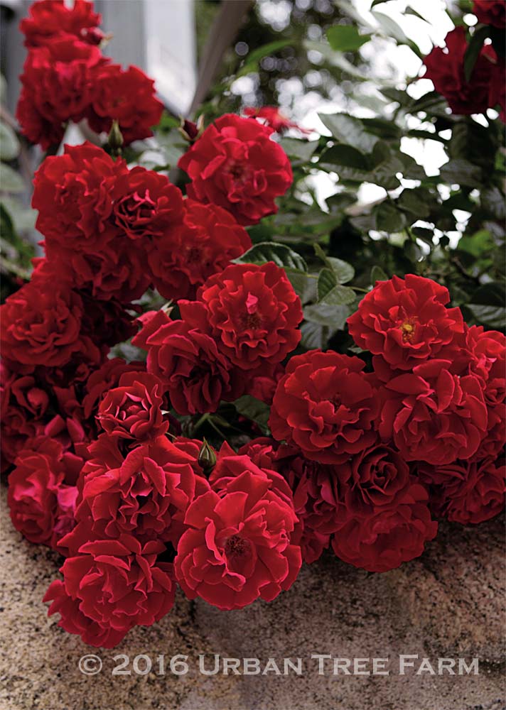 Rosa 'Red Ribbons' | Urban Tree Farm Nursery