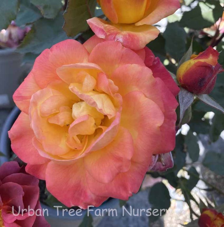 Rosa 'Rio Samba' | Urban Tree Farm Nursery