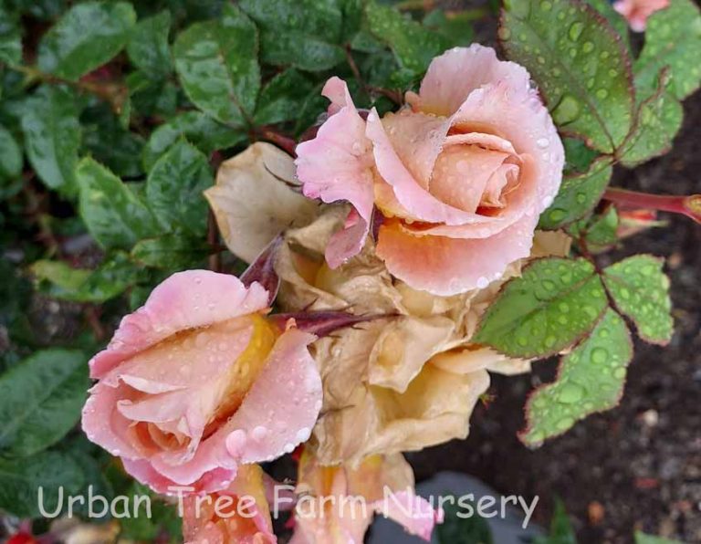 Rosa 'Rosie the Riveter' | Urban Tree Farm Nursery