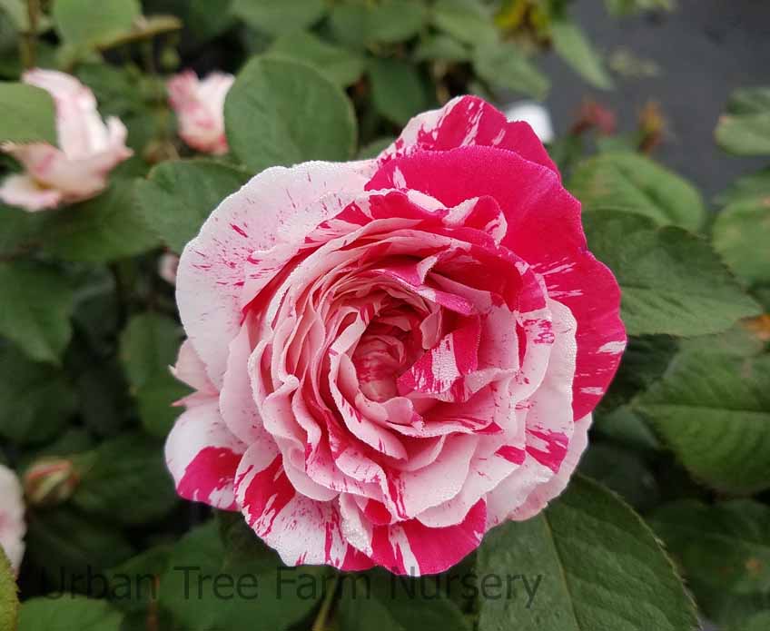 Rosa 'Scentimental' | Urban Tree Farm Nursery