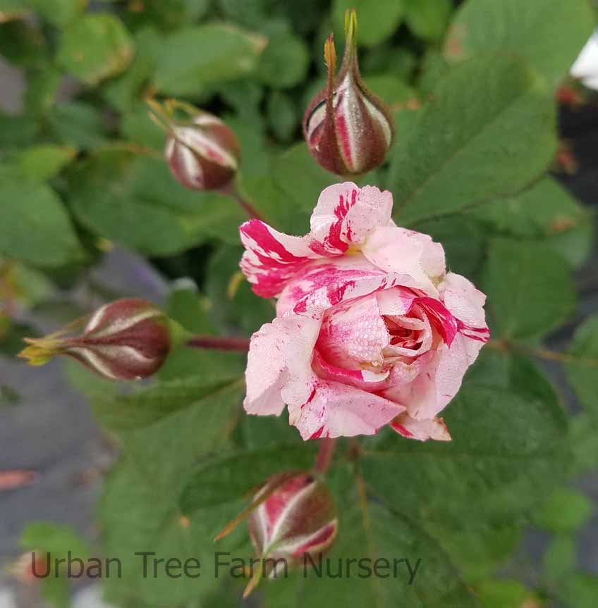 Rosa 'Scentimental' | Urban Tree Farm Nursery