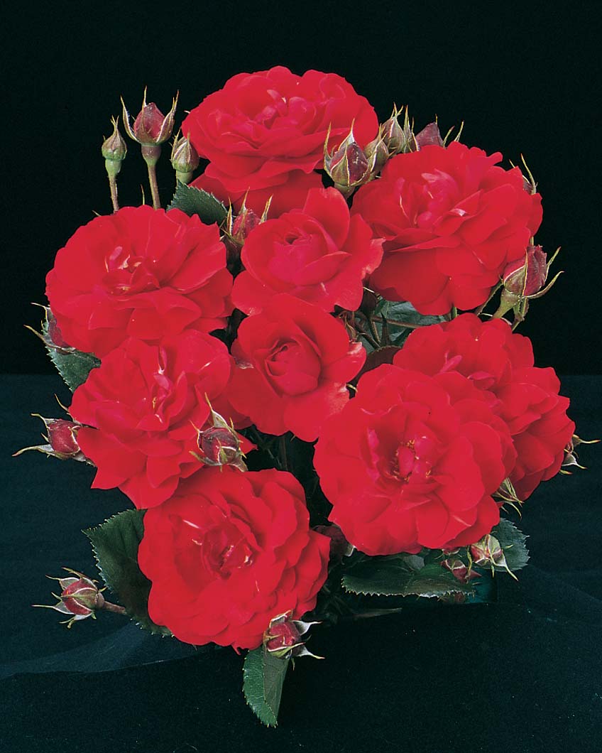 Rosa 'Showbiz' | Urban Tree Farm Nursery