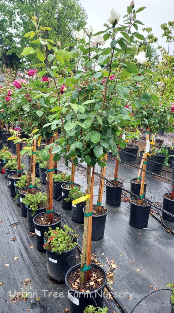 Rosa 'Sugar Moon' STD | Urban Tree Farm Nursery