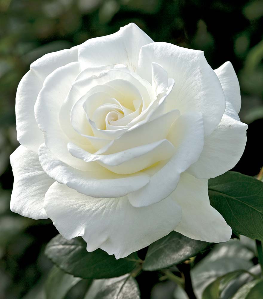 Rosa 'Sugar Moon' | Urban Tree Farm Nursery