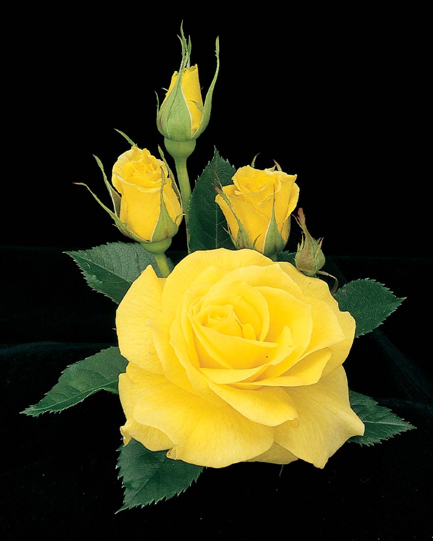 Rosa 'Sunsprite' STD | Urban Tree Farm Nursery