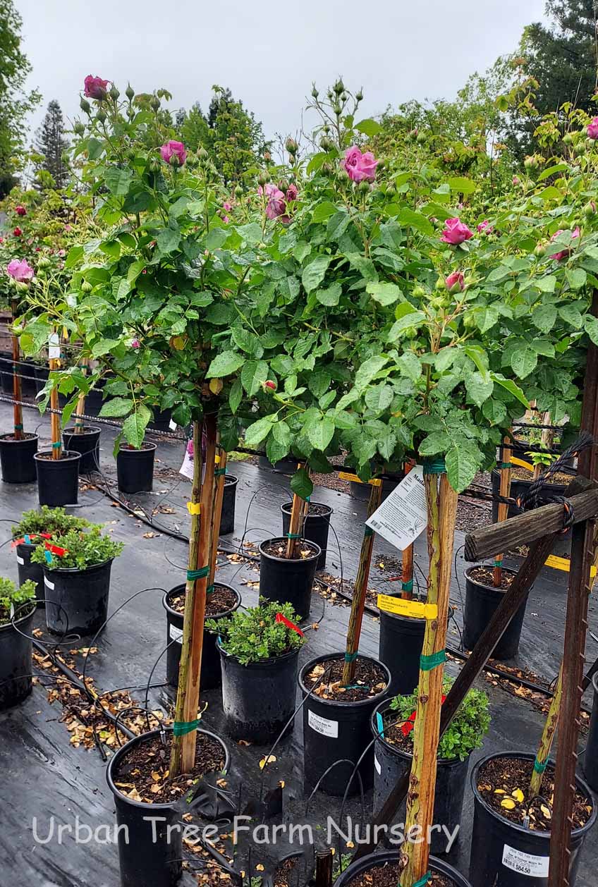 Rosa 'Sweet Madame Blue' STD | Urban Tree Farm Nursery