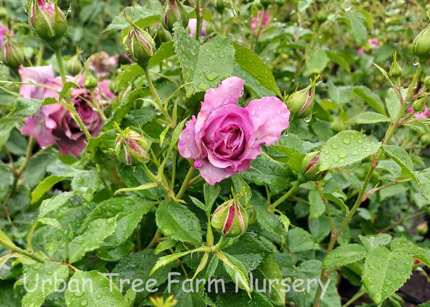 Rosa 'Sweet Madame Blue' STD | Urban Tree Farm Nursery