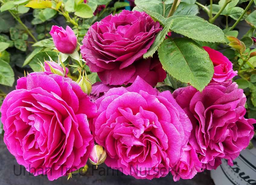 Rosa 'Twilight Zone' STD | Urban Tree Farm Nursery