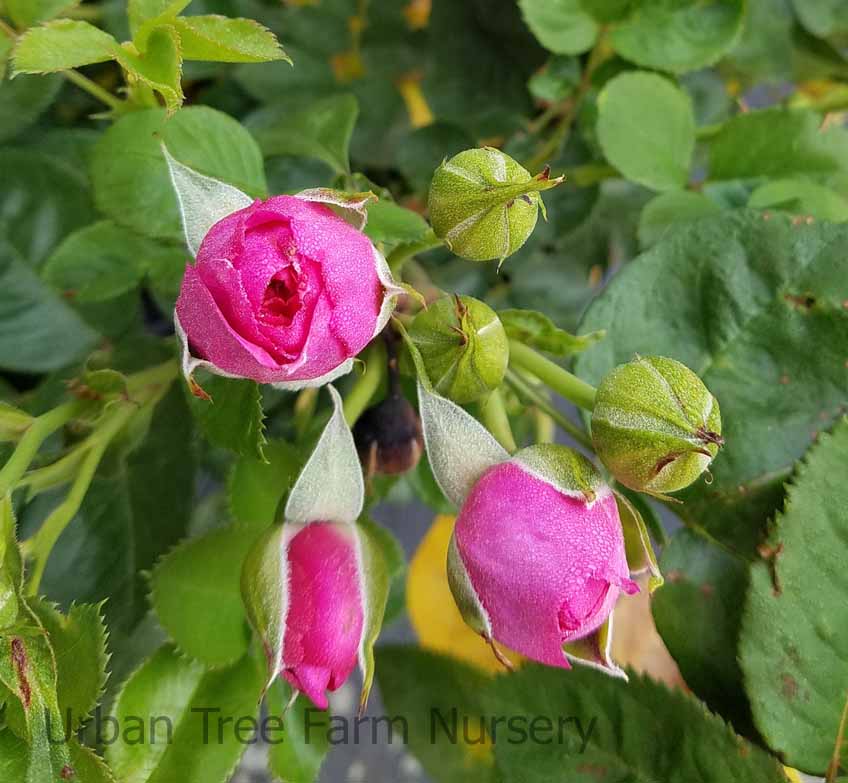 Rosa 'Twilight Zone' | Urban Tree Farm Nursery