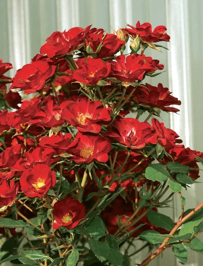 Rosa 'Wing-Ding' | Urban Tree Farm Nursery