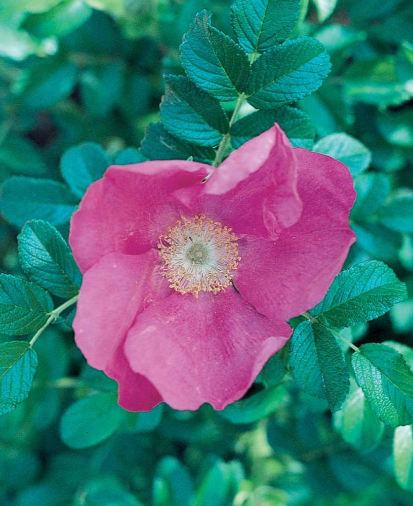 Rosa rugosa | Urban Tree Farm Nursery