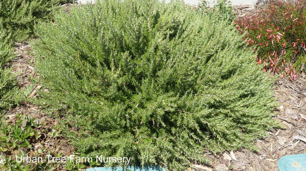 Rosmarinus 'Roman Beauty' PPAF | Urban Tree Farm Nursery
