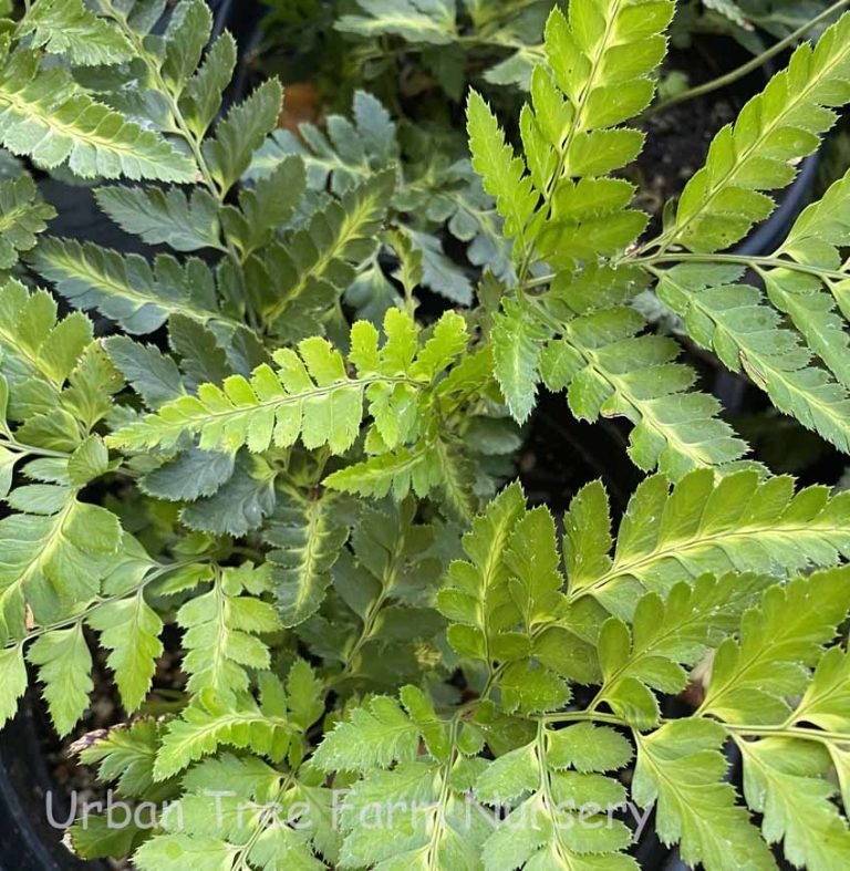 Rumohra adiantiformis 'Variegata' | Urban Tree Farm Nursery