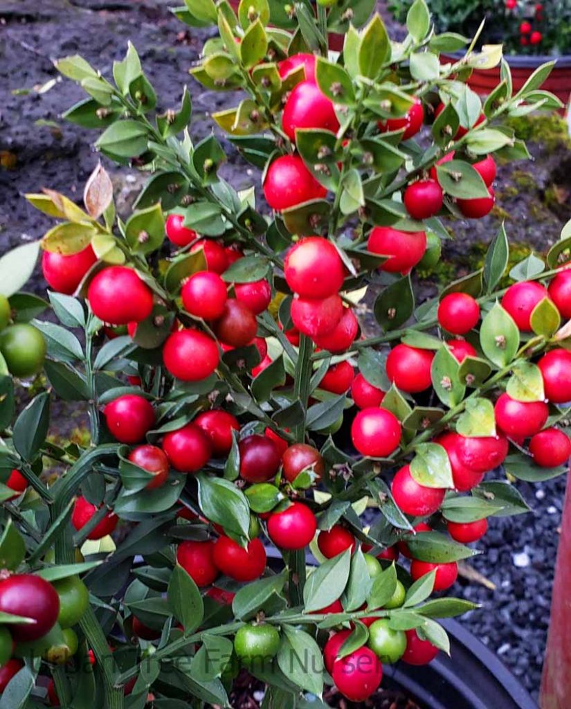 Ruscus aculeatus 'Wheeler's Variety' | Urban Tree Farm Nursery
