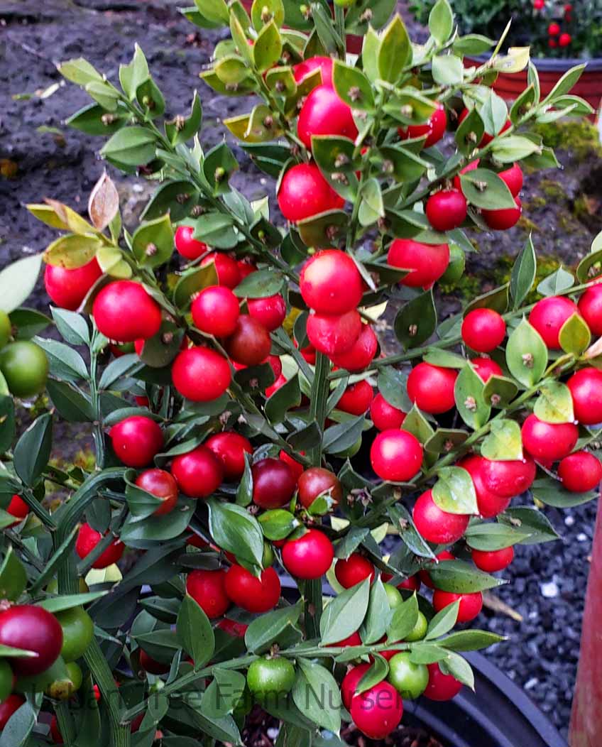 Ruscus aculeatus 'Wheeler's Variety' | Urban Tree Farm Nursery