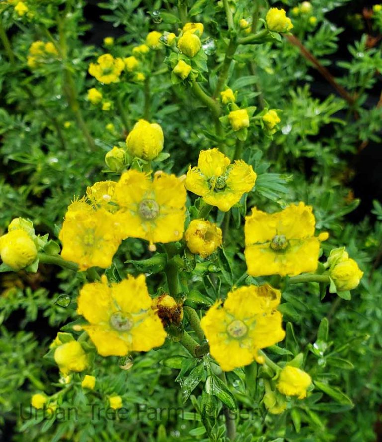 Ruta graveolens 'Compact Form' | Urban Tree Farm Nursery