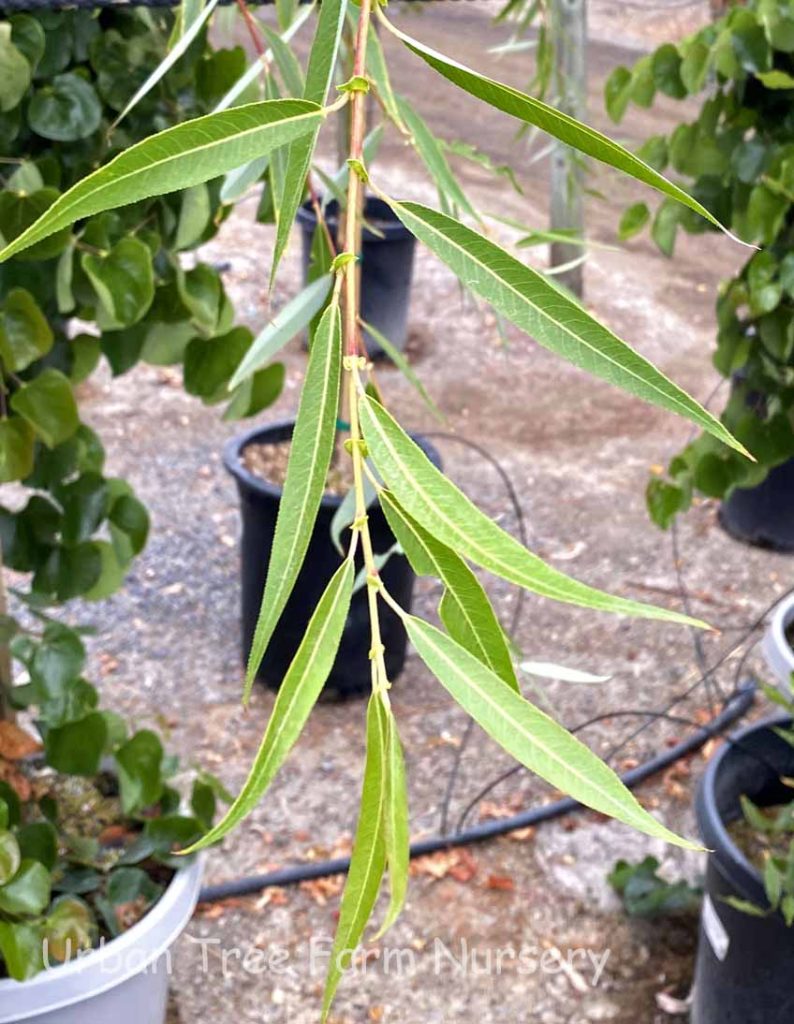 Salix babylonica | Urban Tree Farm Nursery