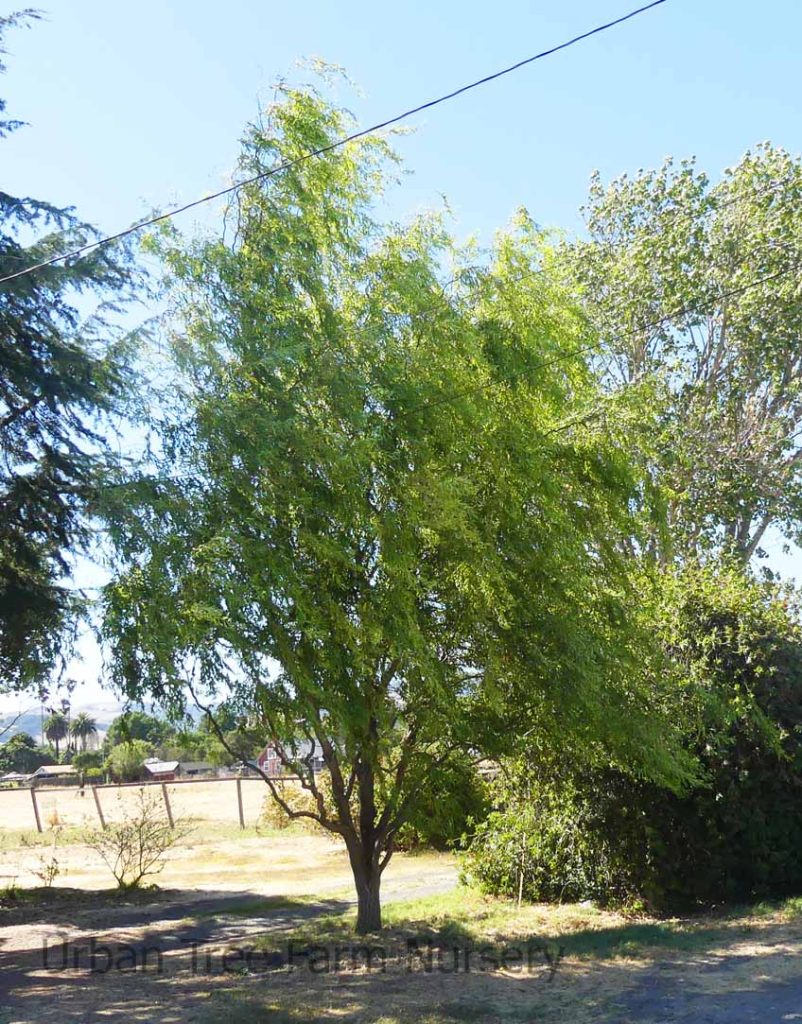 Salix matsudana 'Tortuosa' | Urban Tree Farm Nursery