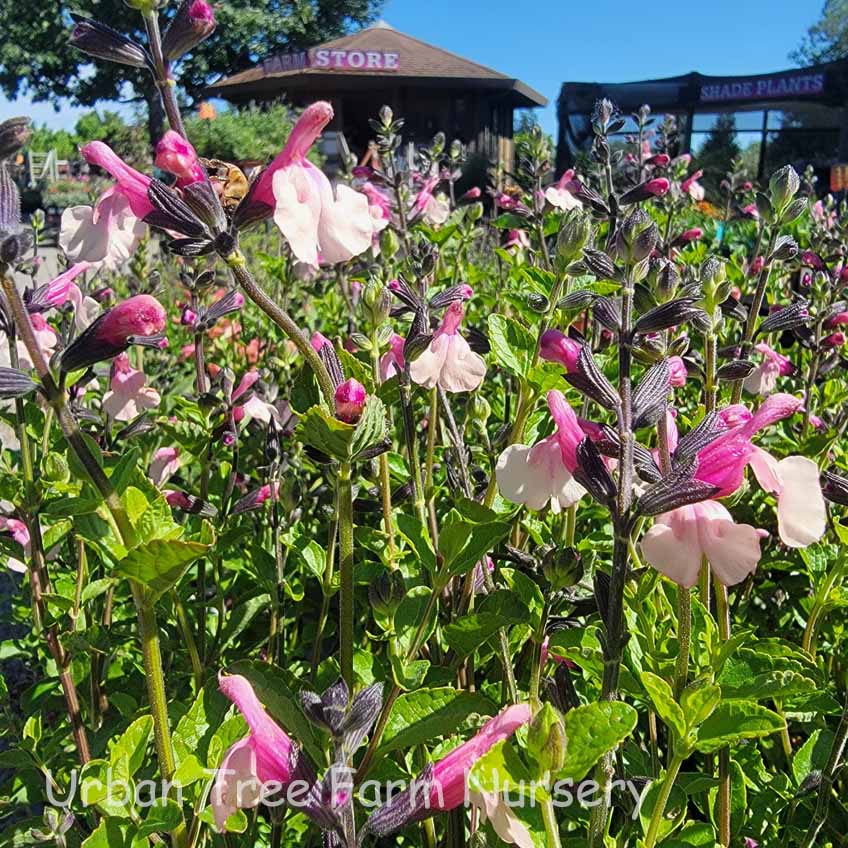 Salvia 'Dancing Dolls' | Urban Tree Farm Nursery