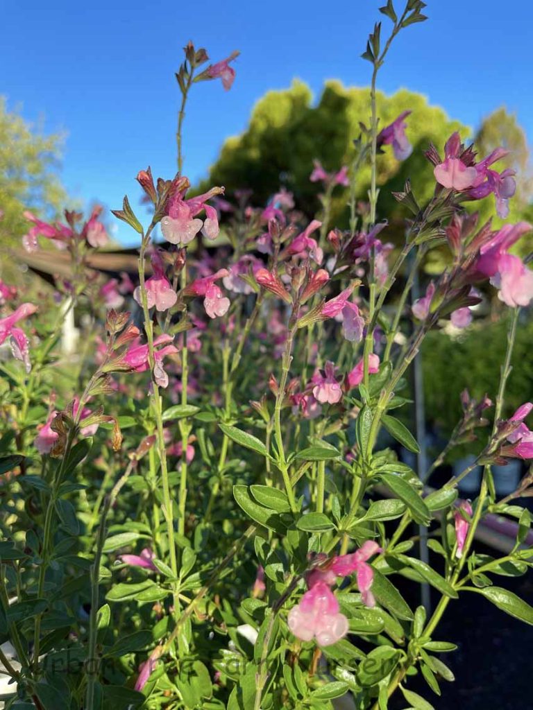 Salvia 'Fancy Dancer' | Urban Tree Farm Nursery