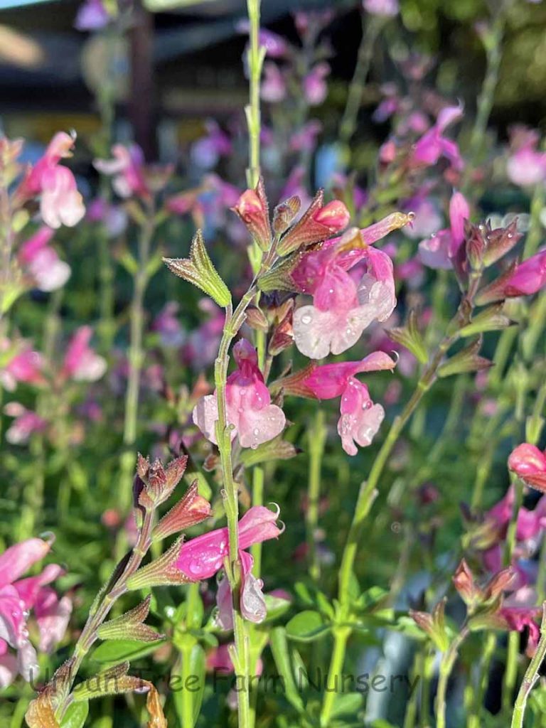 Salvia 'Fancy Dancer' | Urban Tree Farm Nursery