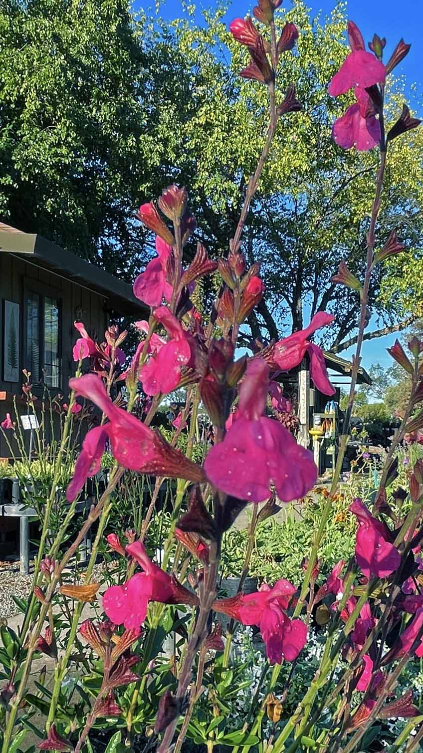 Salvia 'Flamenco Rose' | Urban Tree Farm Nursery