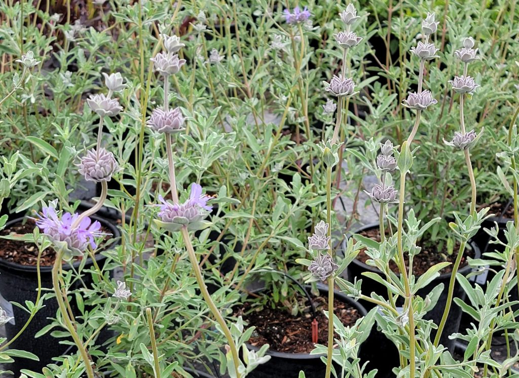 Salvia clevelandii 'Allen Chickering' | Urban Tree Farm Nursery