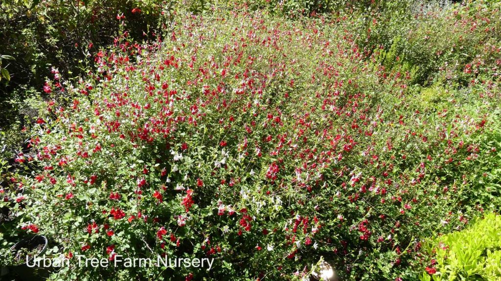 Salvia greggii 'Lipstick' | Urban Tree Farm Nursery