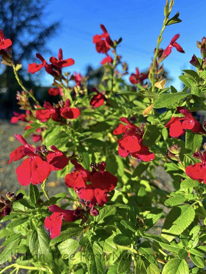 Salvia greggii 'Mirage Cherry Red' | Urban Tree Farm Nursery