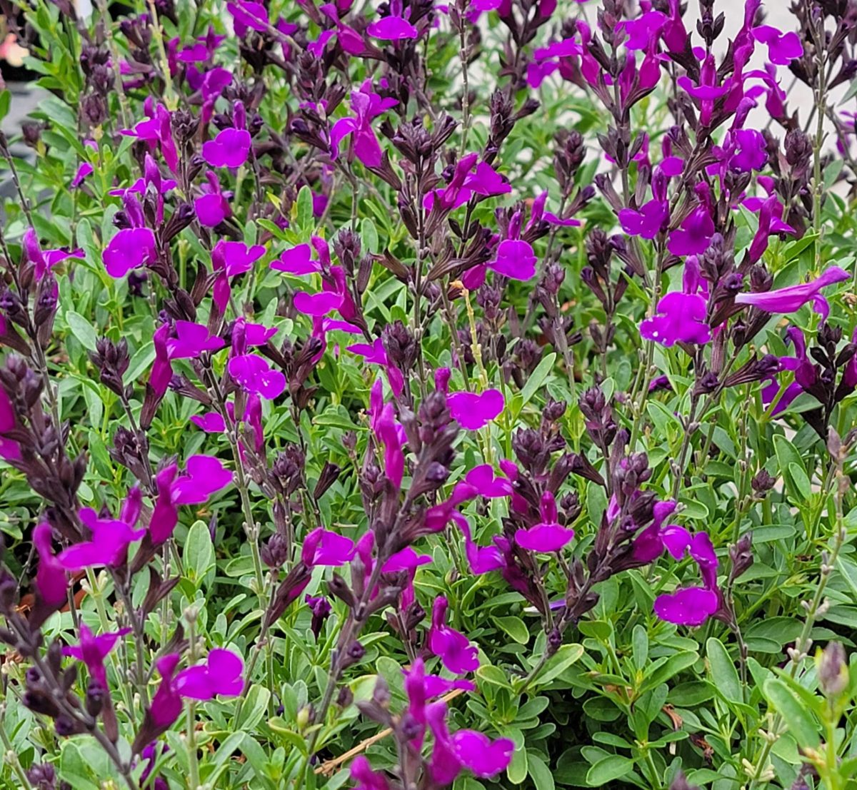 Salvia greggii 'Mirage Deep Purple' | Urban Tree Farm Nursery