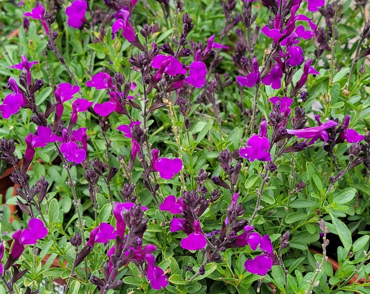 Salvia greggii 'Mirage Deep Purple' | Urban Tree Farm Nursery
