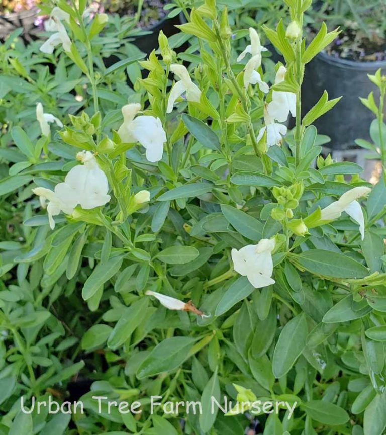 Salvia greggii 'White' | Urban Tree Farm Nursery