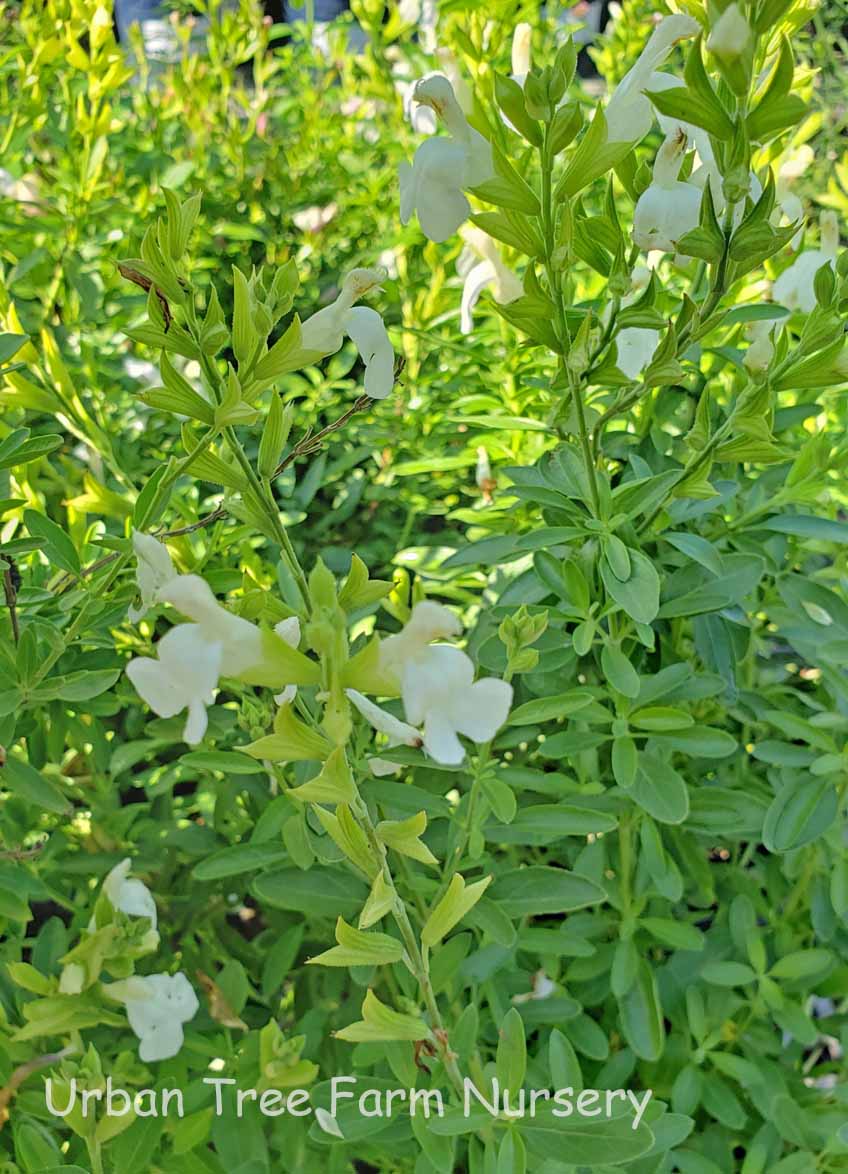 Salvia greggii 'White' | Urban Tree Farm Nursery
