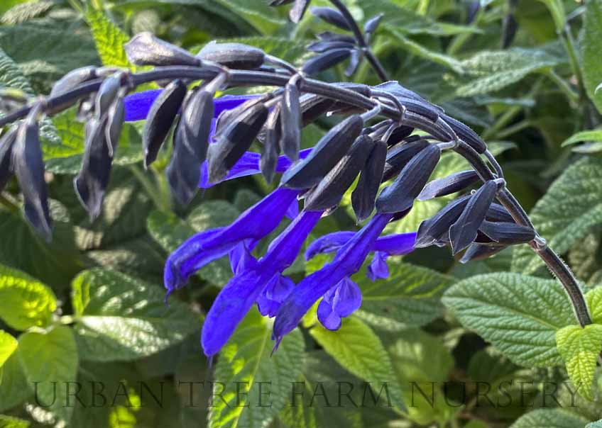 Salvia guaranitica 'Black & Bloom' | Urban Tree Farm Nursery