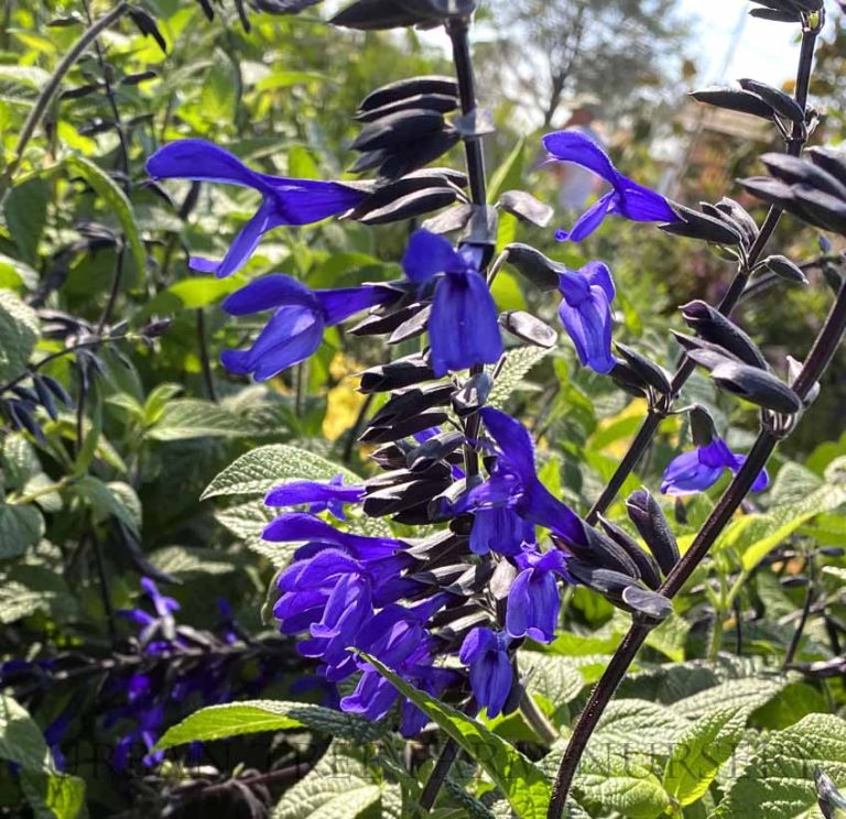 Black And Bloom Salvia