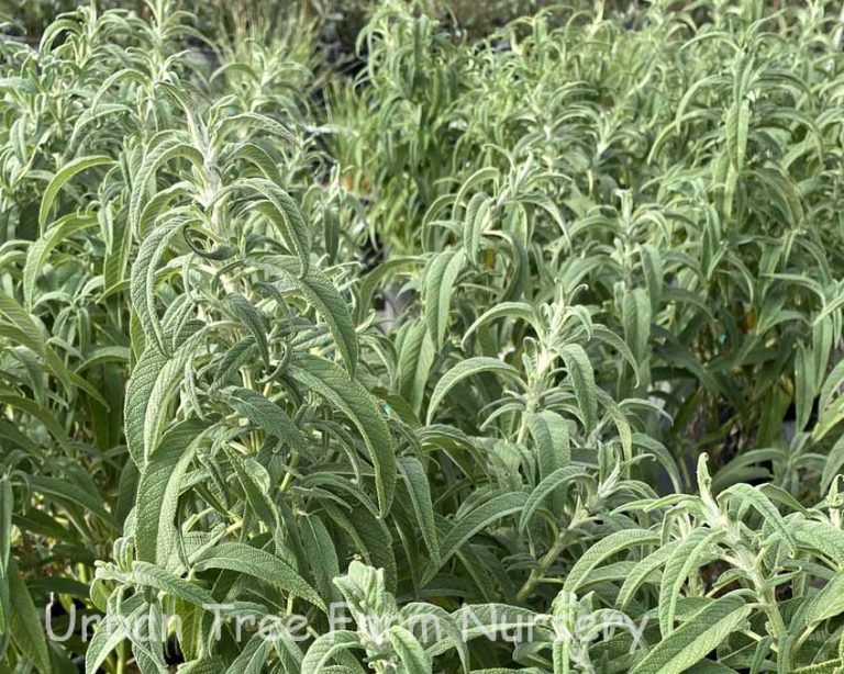 Salvia leucantha 'White Mischief' | Urban Tree Farm Nursery