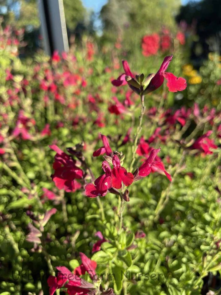 Salvia microphylla 'Heatwave Blaze' | Urban Tree Farm Nursery