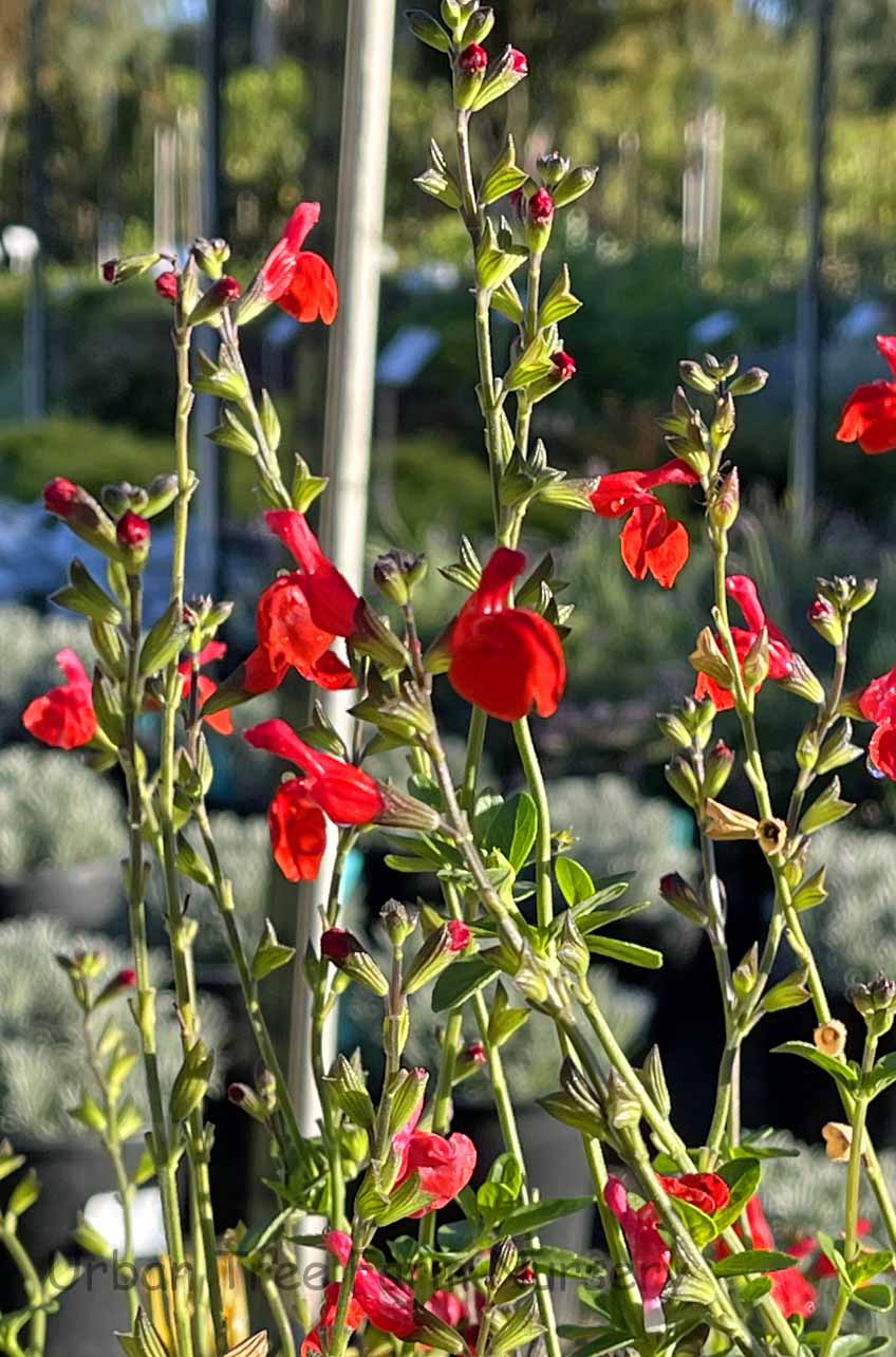 Salvia microphylla 'Royal Bumble' | Urban Tree Farm Nursery