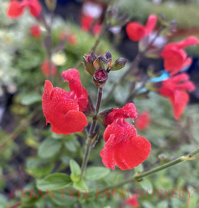 Salvia microphylla 'Royal Bumble' | Urban Tree Farm Nursery