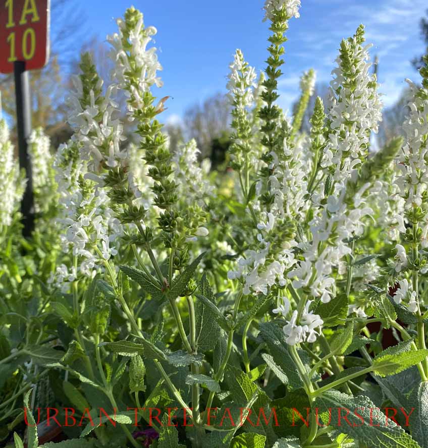 Salvia nemorosa 'Lyrical White' | Urban Tree Farm Nursery
