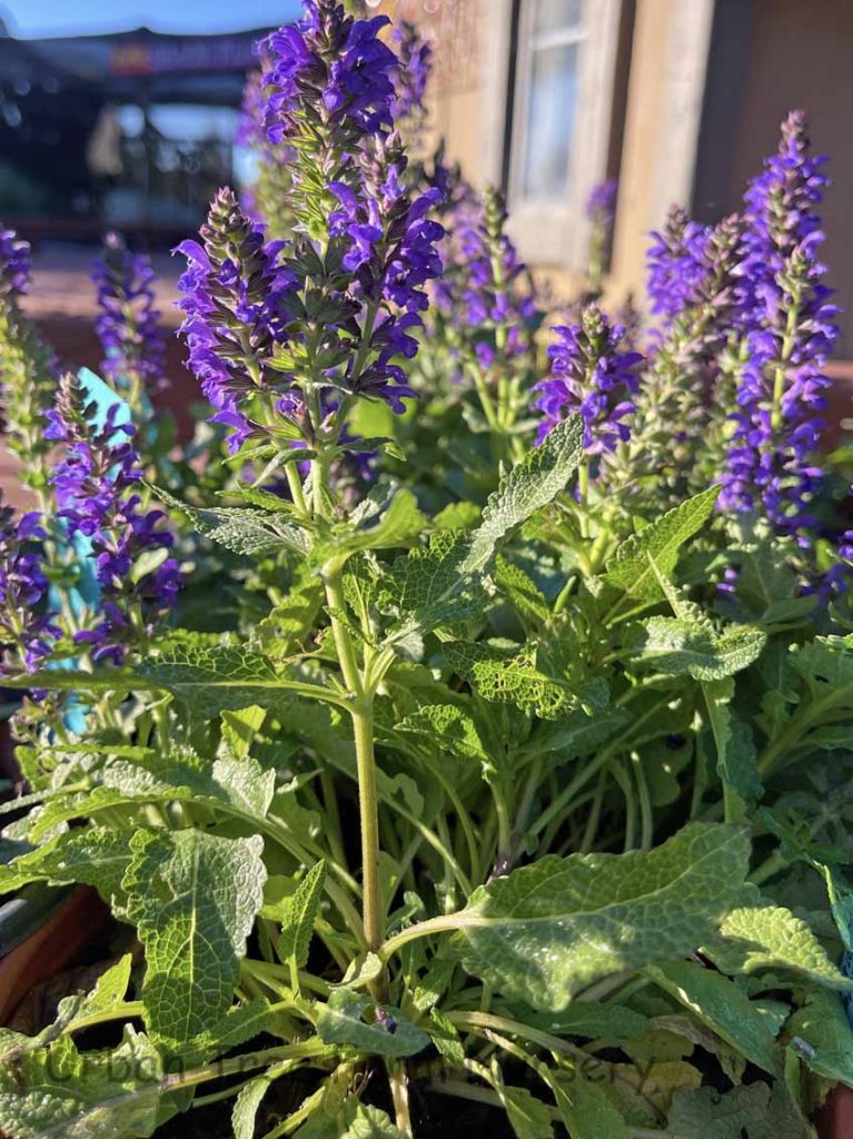 Salvia nemorosa 'Marcus' | Urban Tree Farm Nursery