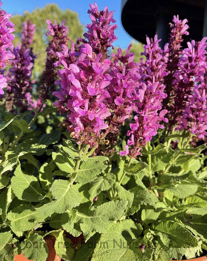 Salvia nemorosa 'Rose Marvel' | Urban Tree Farm Nursery