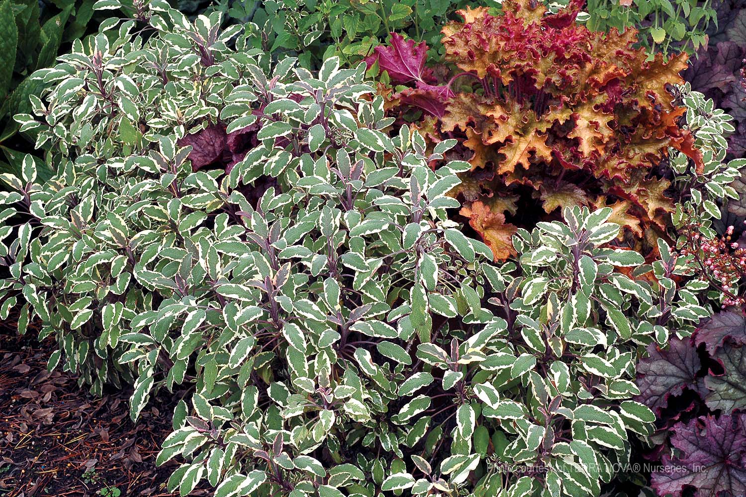 Salvia officinalis 'Silver Sabre' | Urban Tree Farm Nursery