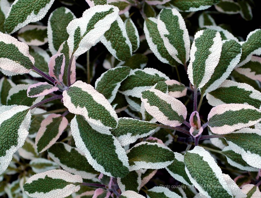 Salvia officinalis 'Silver Sabre' | Urban Tree Farm Nursery