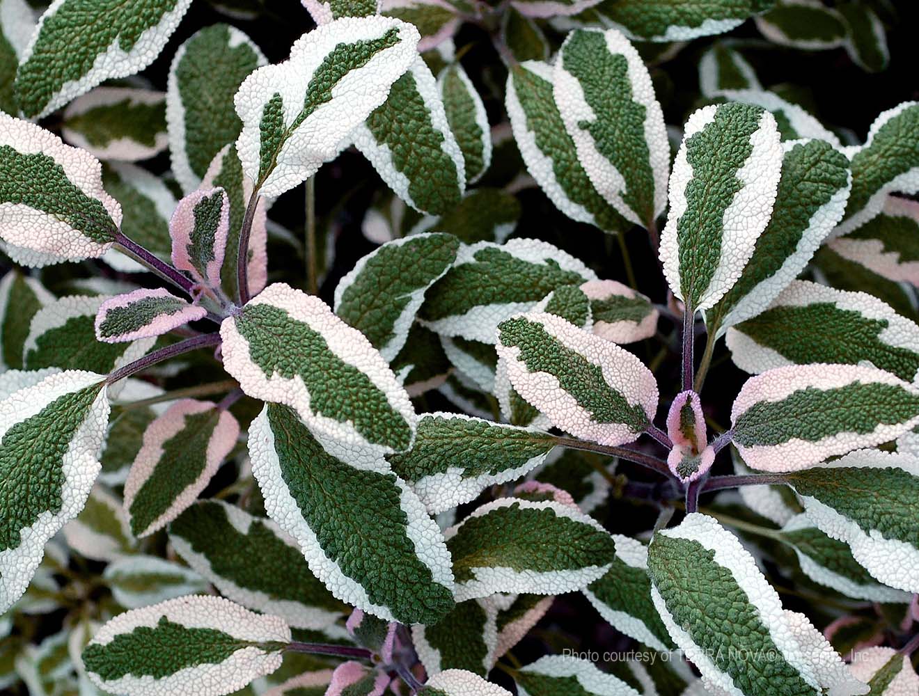 Salvia officinalis 'Silver Sabre' | Urban Tree Farm Nursery