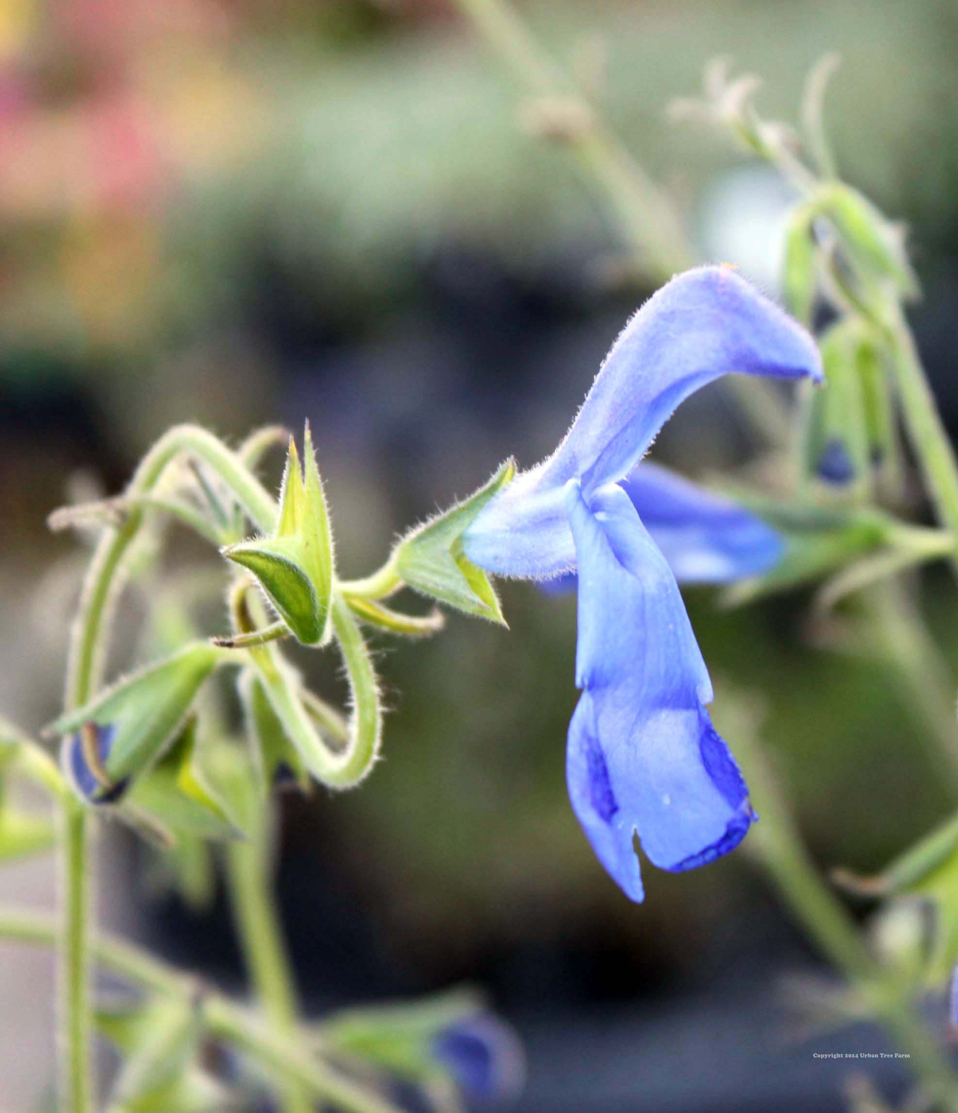 Salvia patens | Urban Tree Farm Nursery