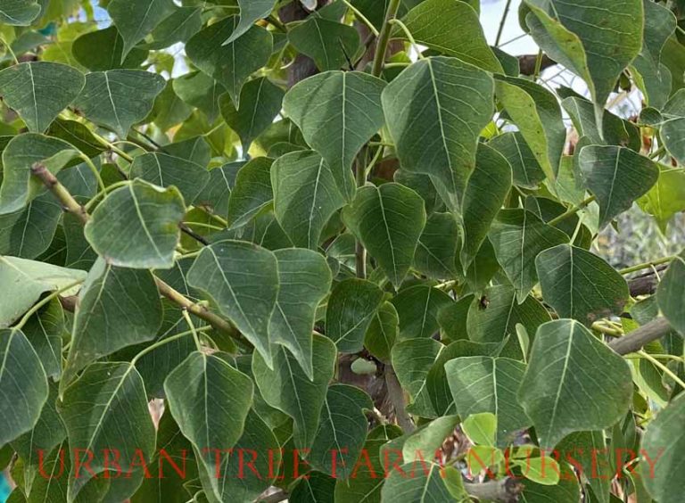 Sapium sebiferum | Urban Tree Farm Nursery