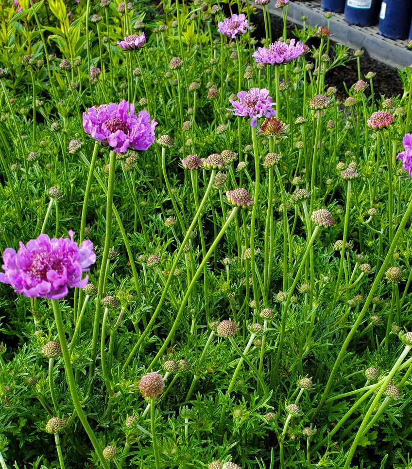 Scabiosa columbaria 'Vivid Violet' | Urban Tree Farm Nursery